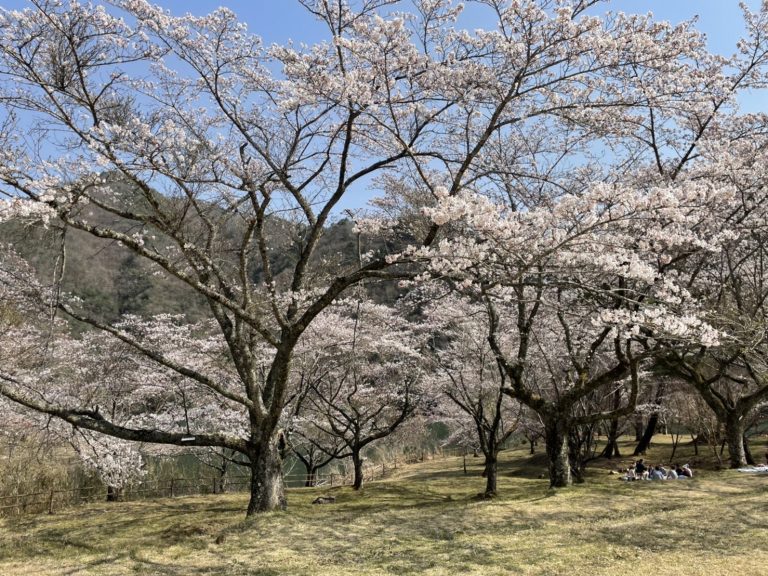 Sakura started to bloom in MIYAMA!